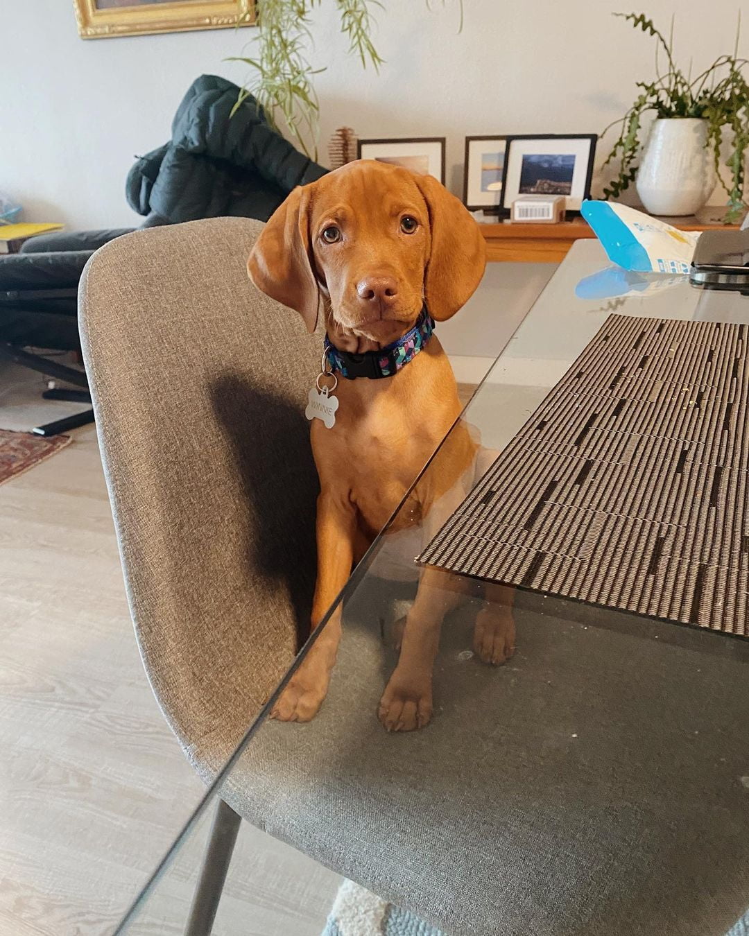 Weimaraner puppies for sale | Vizsla puppies for sale